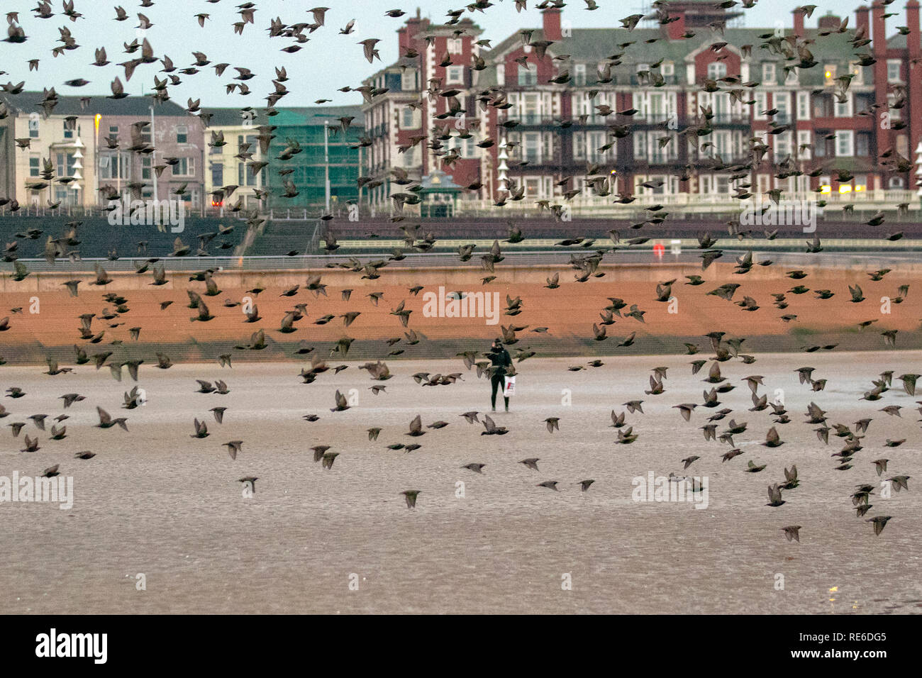 Blackpool, Lancashire. 19th Jan, 2019. UK Weather. Starlings gather on ...