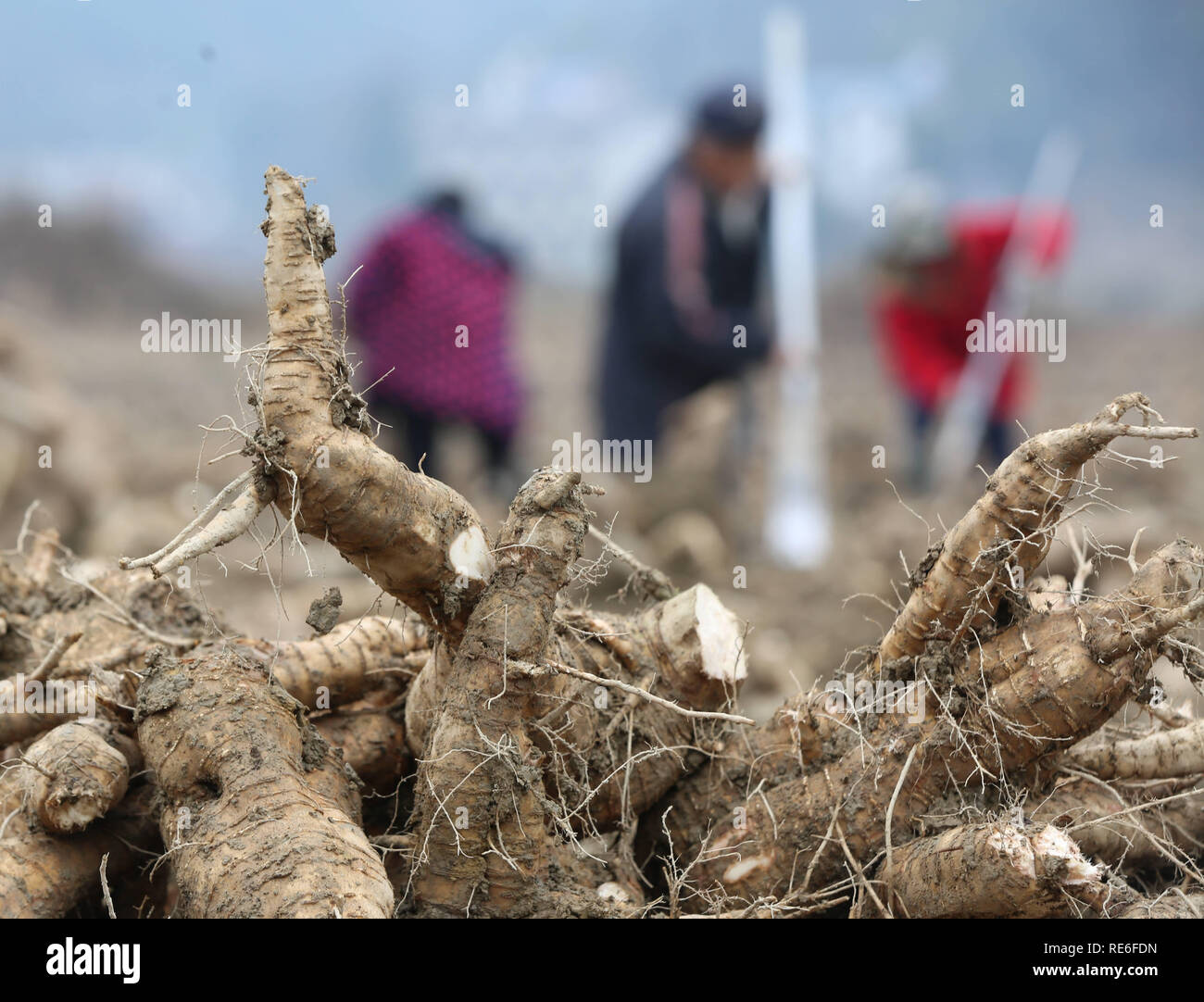 Kudzu Plant Root