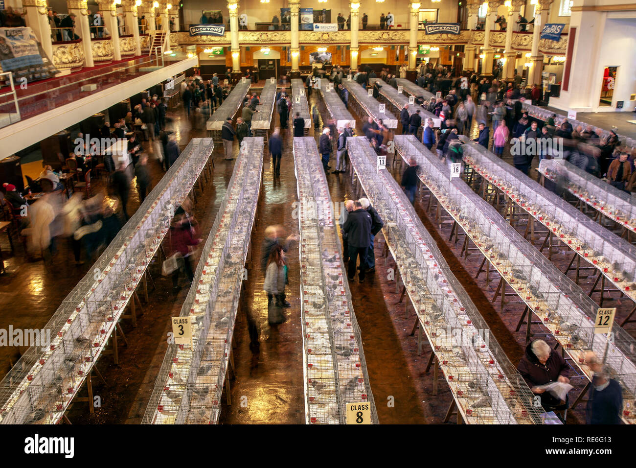 Blackpool, Lancashire. UK 19th Jan, 2019. British Homing Pigeon Show ...