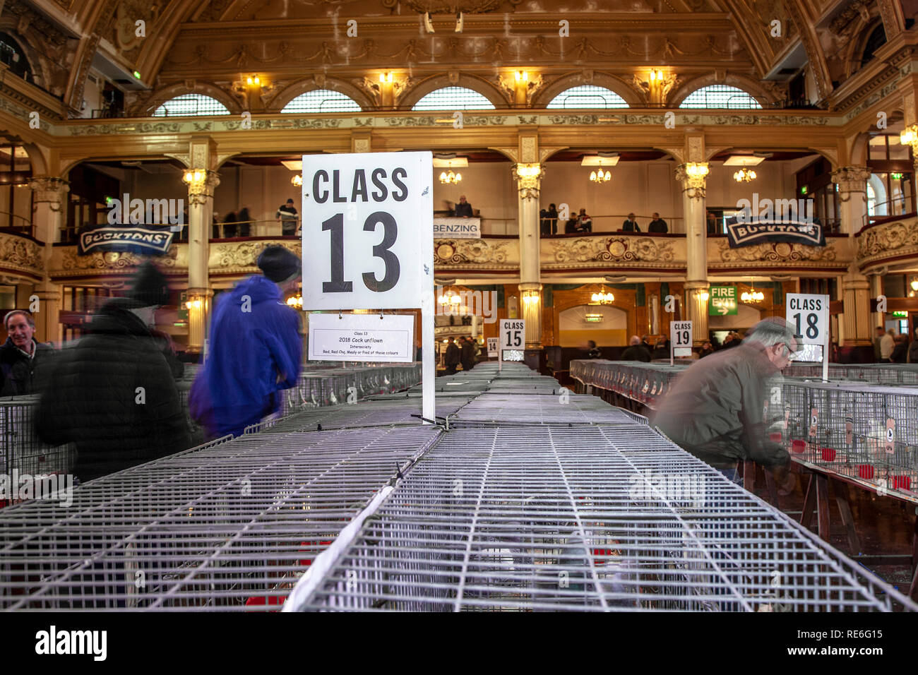 Blackpool, Lancashire. UK 19th Jan, 2019. British Homing Pigeon Show ...