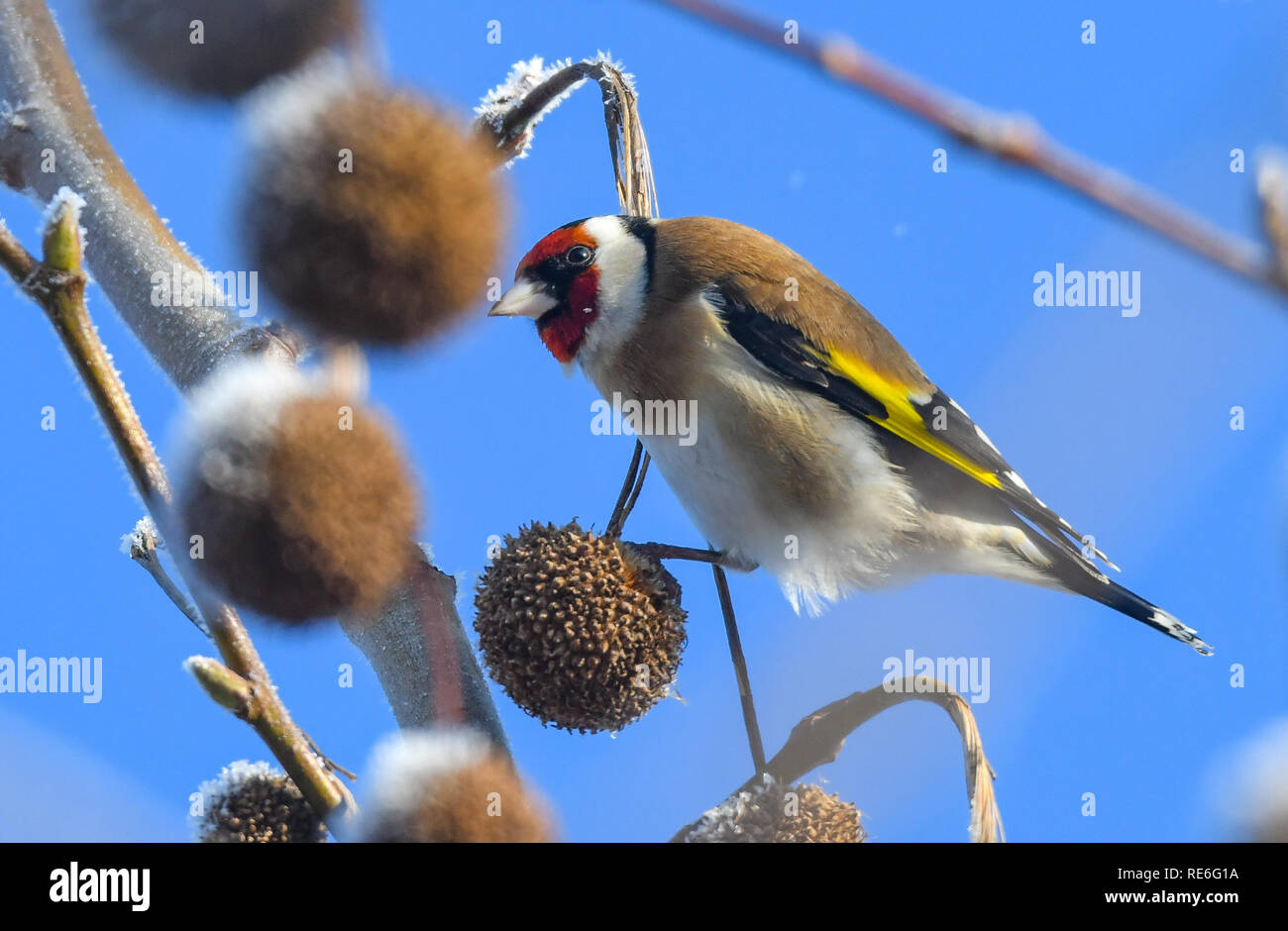 Finch family tree High Resolution Stock Photography and Images - Alamy