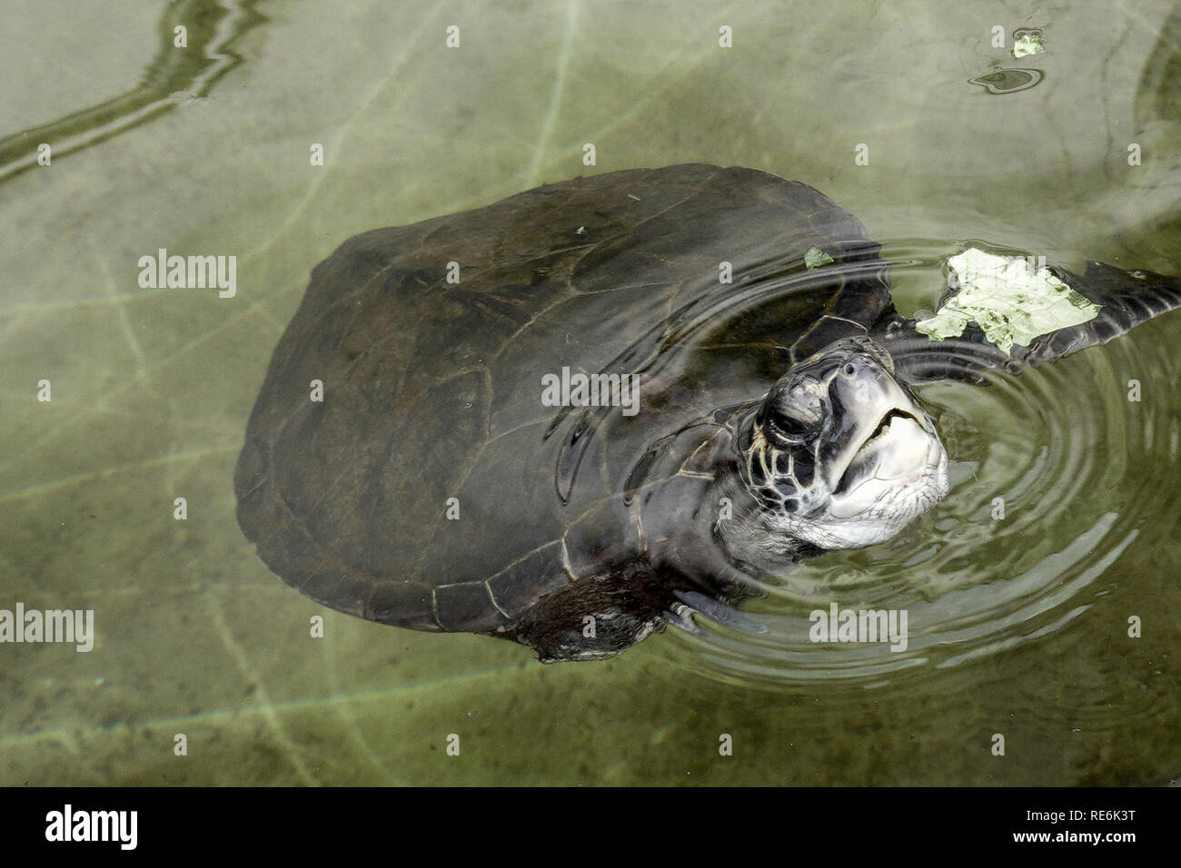 Mikhmoret, Israel. 20th January, 2019. Rescued sea turtles are treated ...