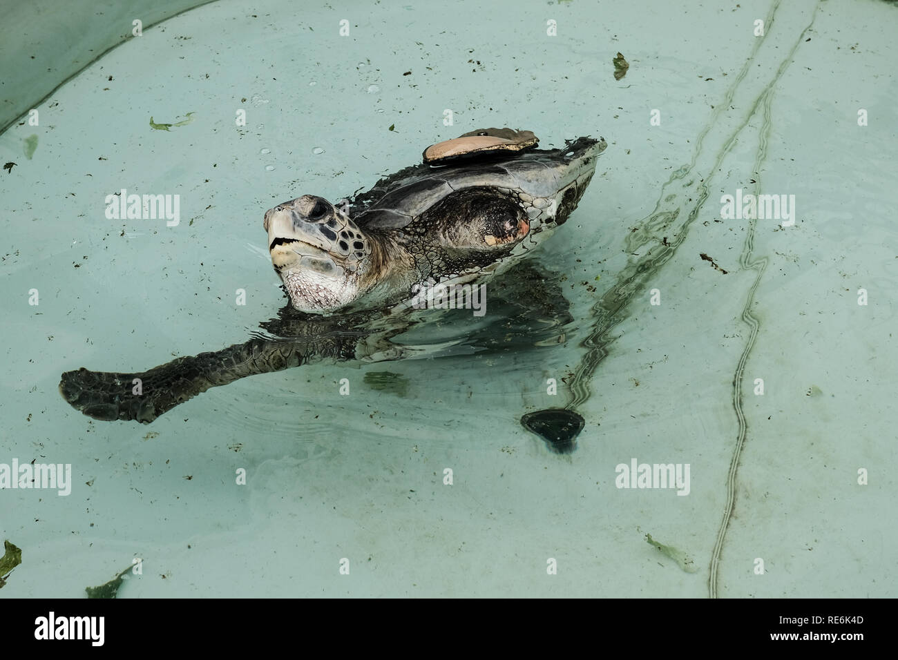 Care reptiles hi-res stock photography and images - Alamy