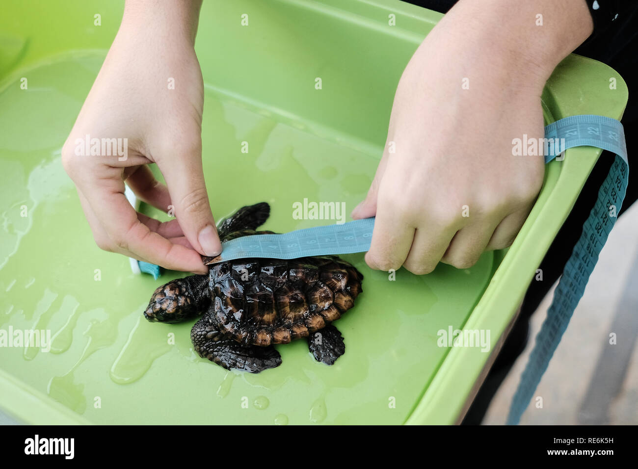 Mikhmoret, Israel. 20th January, 2019. Rescued sea turtles are treated ...