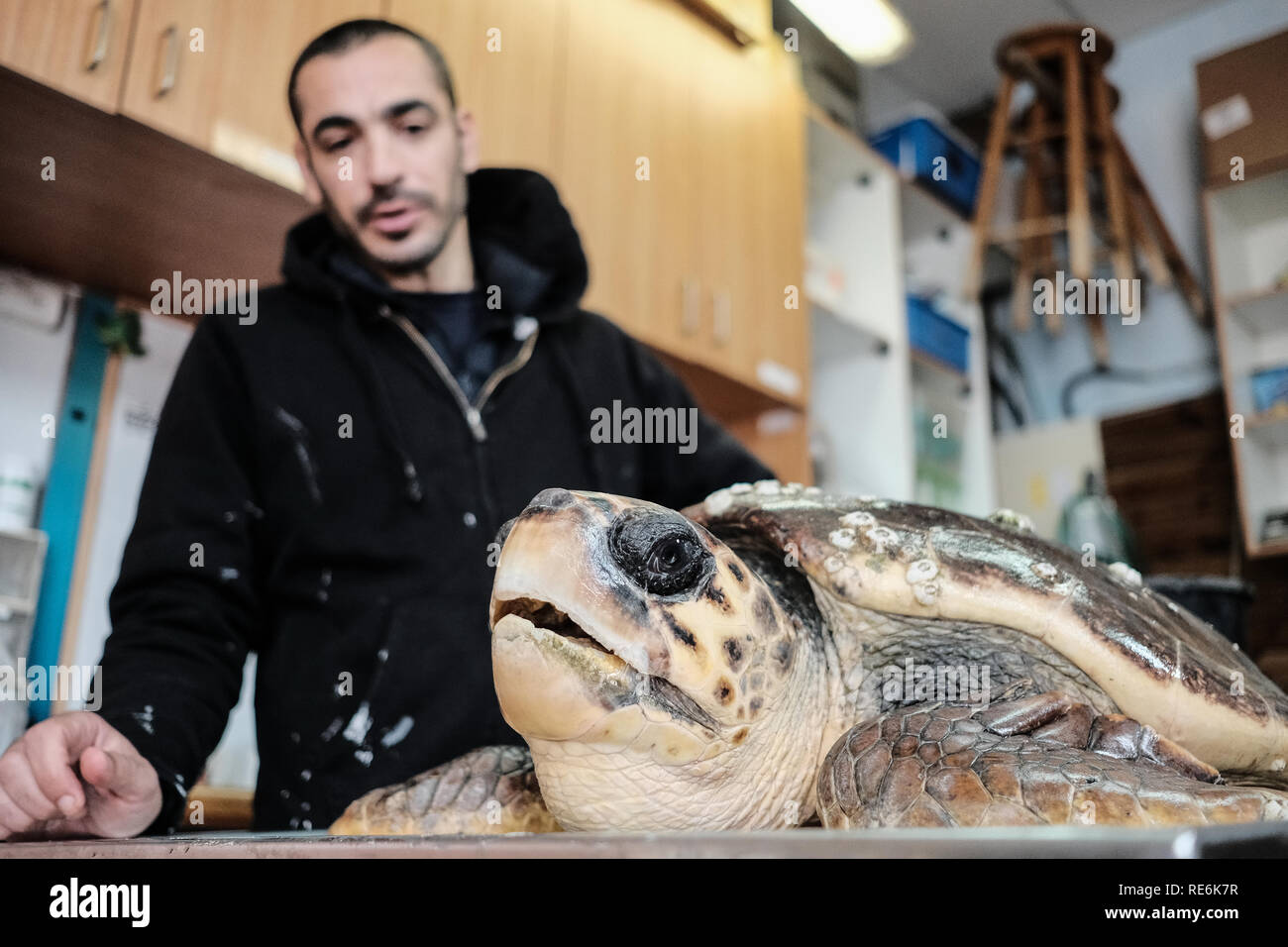 Mikhmoret, Israel. 20th January, 2019. Rescued sea turtles are treated ...