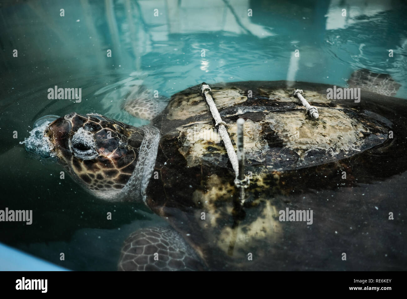 Trauma healing together hi-res stock photography and images - Alamy