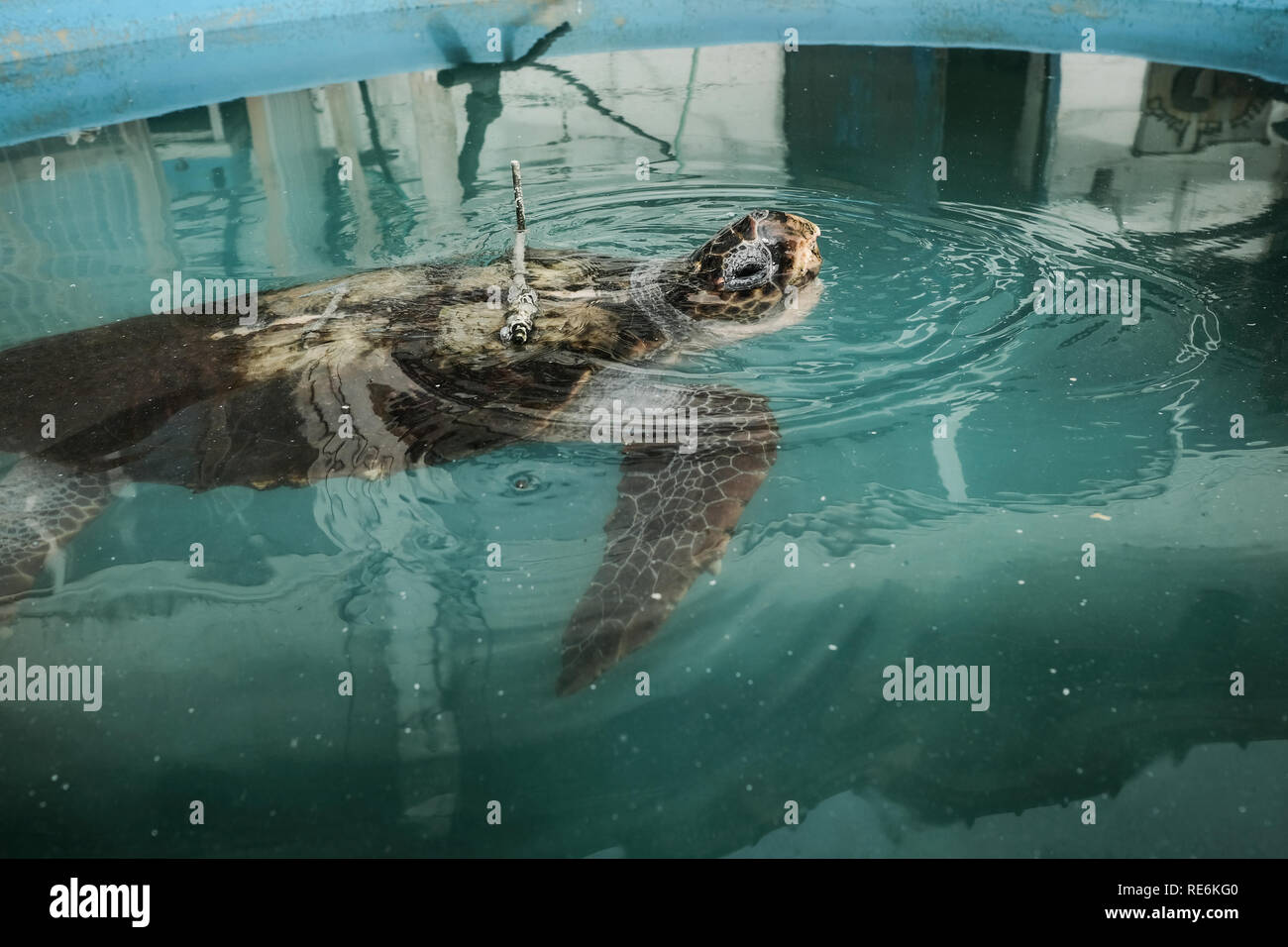 Mikhmoret, Israel. 20th January, 2019. A rescued sea turtle with a ...