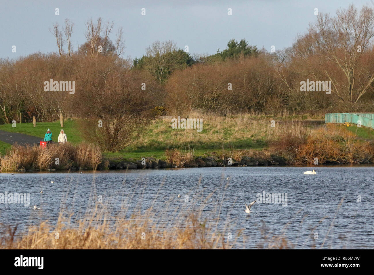 Craigavon Lakes, County Armagh, Northern Ireland. 20 January 2019. UK ...