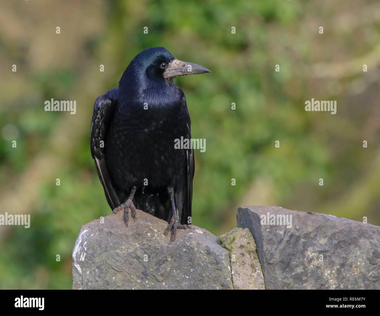 Rook looking sideways hi-res stock photography and images - Alamy