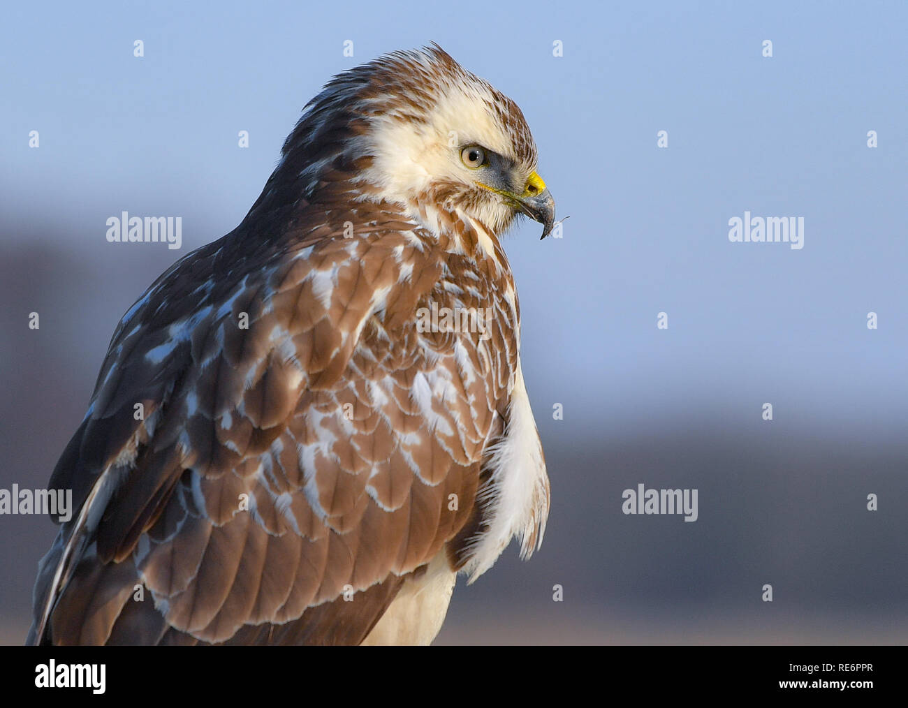 Straupitz, Germany. 19th Jan, 2019. A buzzard (Buteo buteo) is on the ...