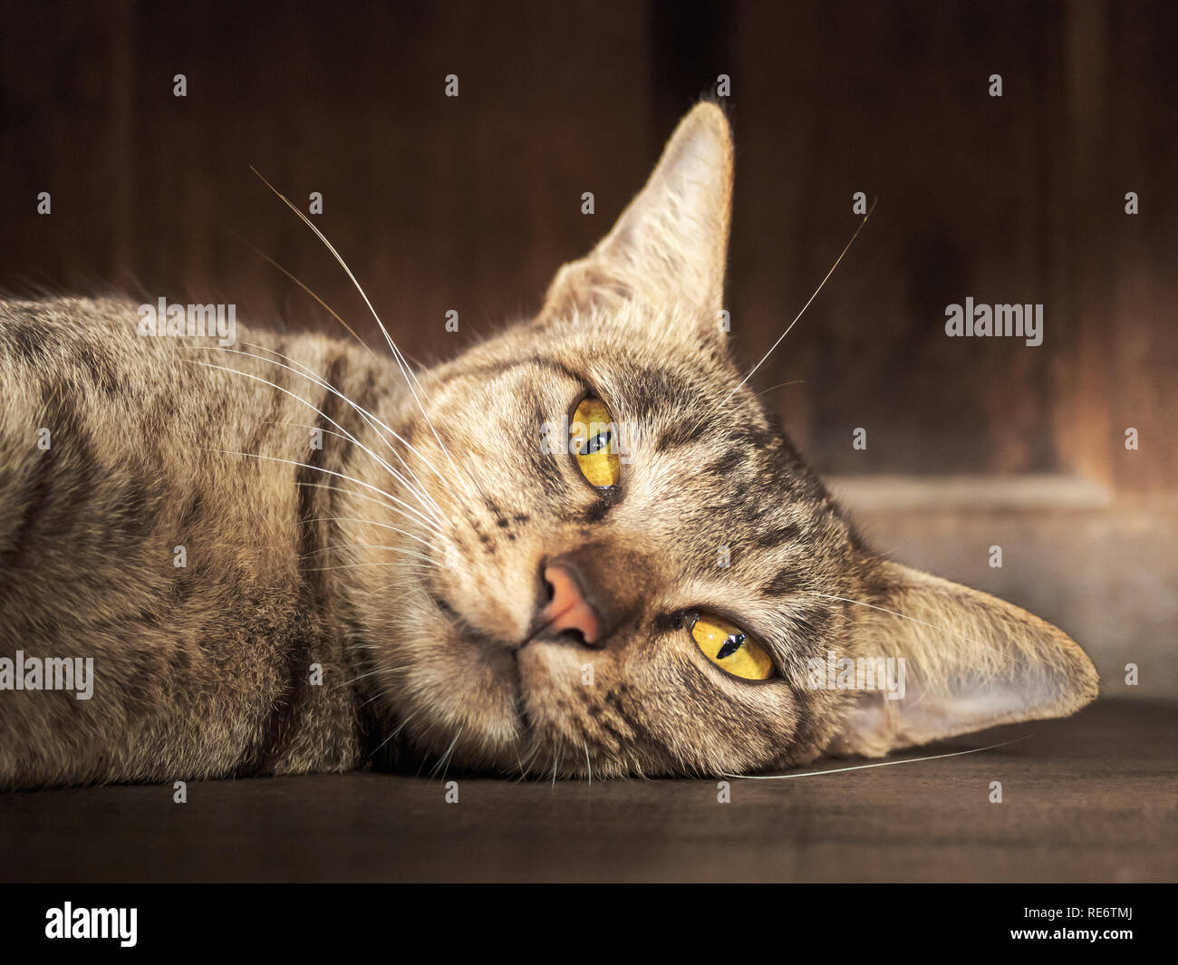 Weary eyes hi-res stock photography and images - Alamy