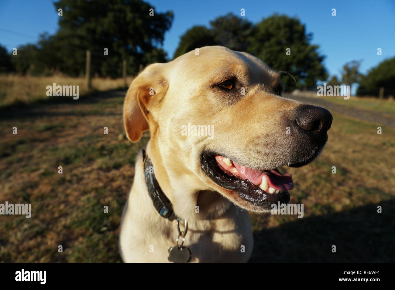 Labrador and sunset hi-res stock photography and images - Alamy