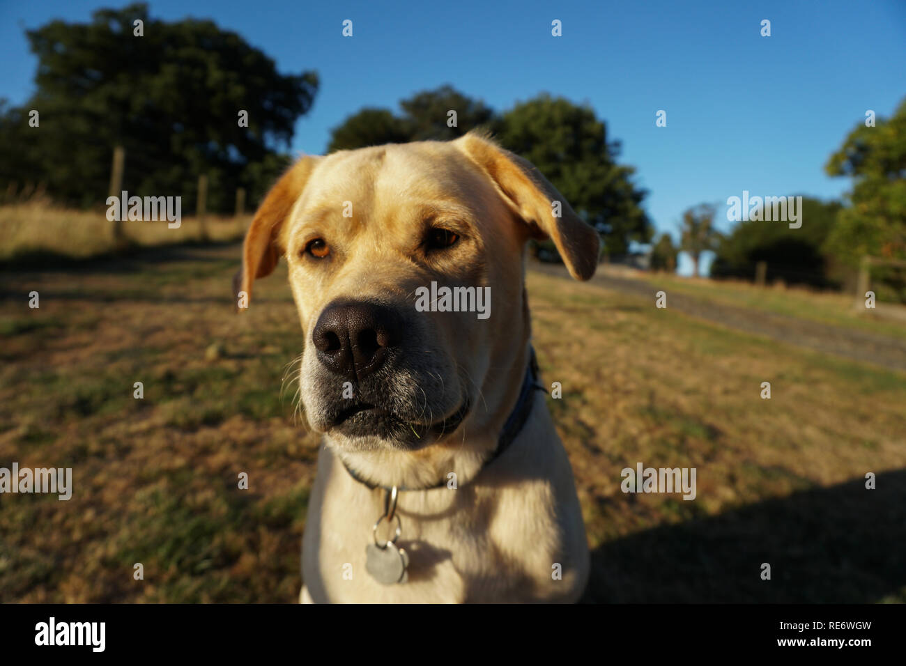 Labrador sunset shots Stock Photo - Alamy