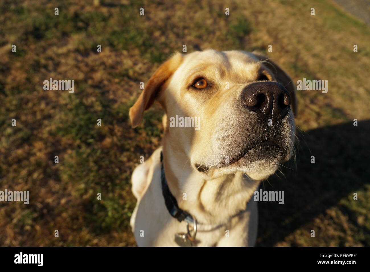 Labrador sunset shots Stock Photo - Alamy