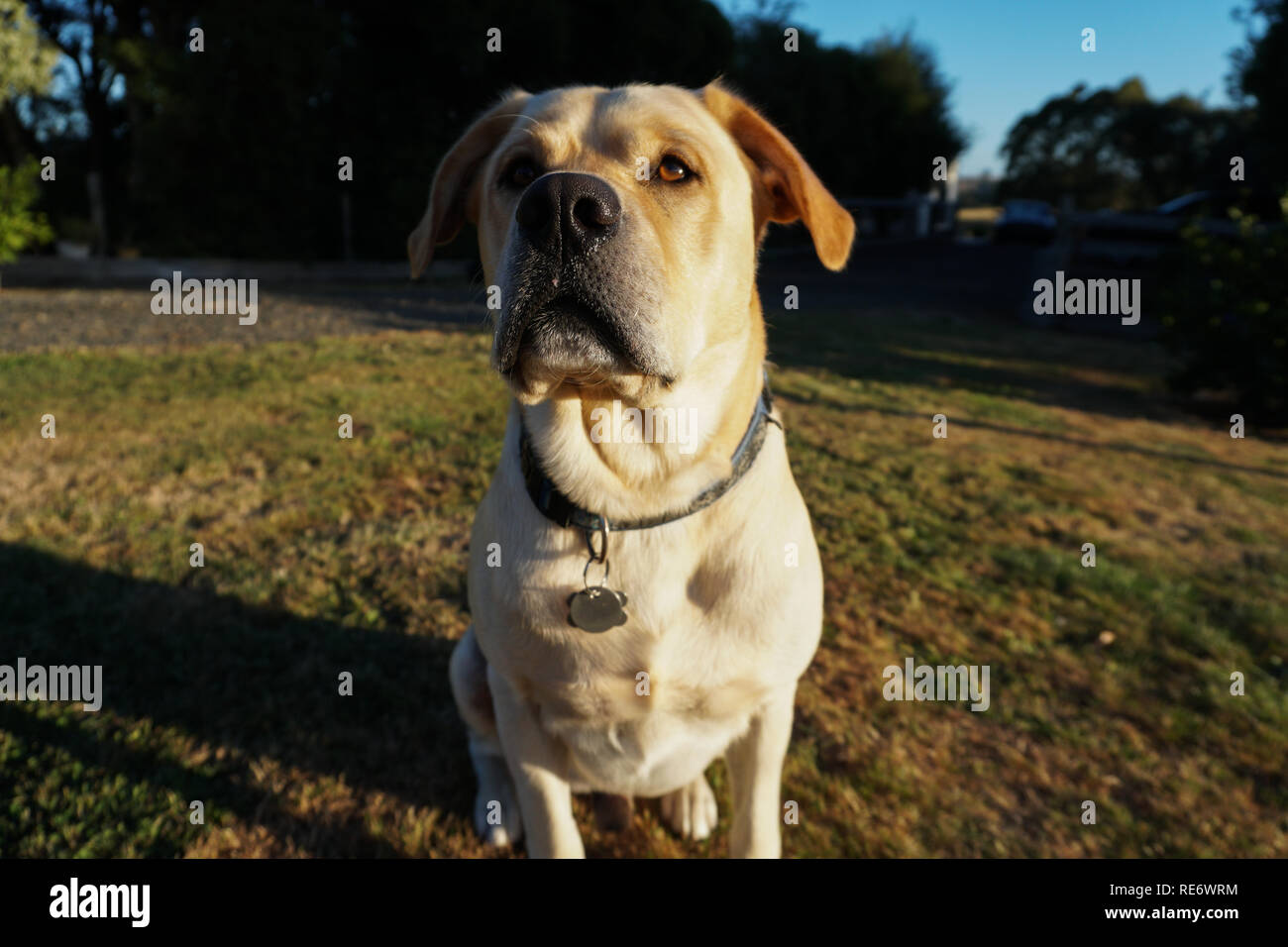 Labrador sunset shots Stock Photo - Alamy