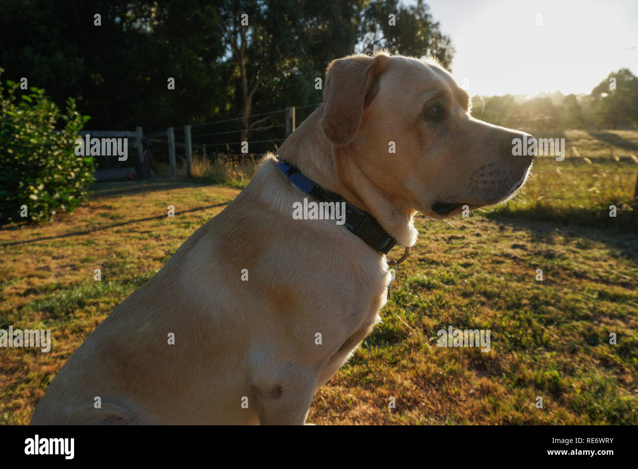 Labrador sunset shots Stock Photo - Alamy