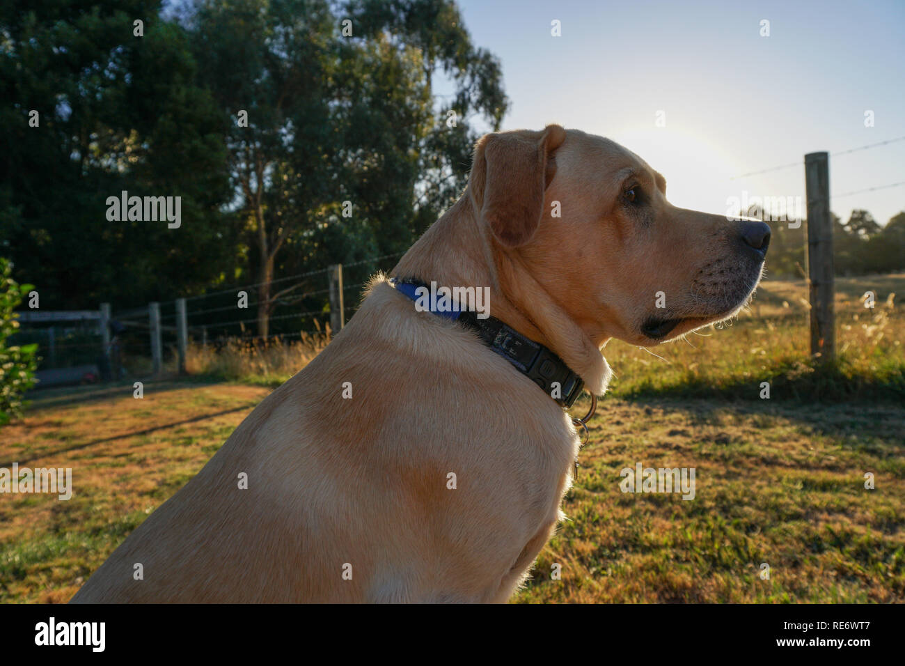 Labrador sunset shots Stock Photo - Alamy