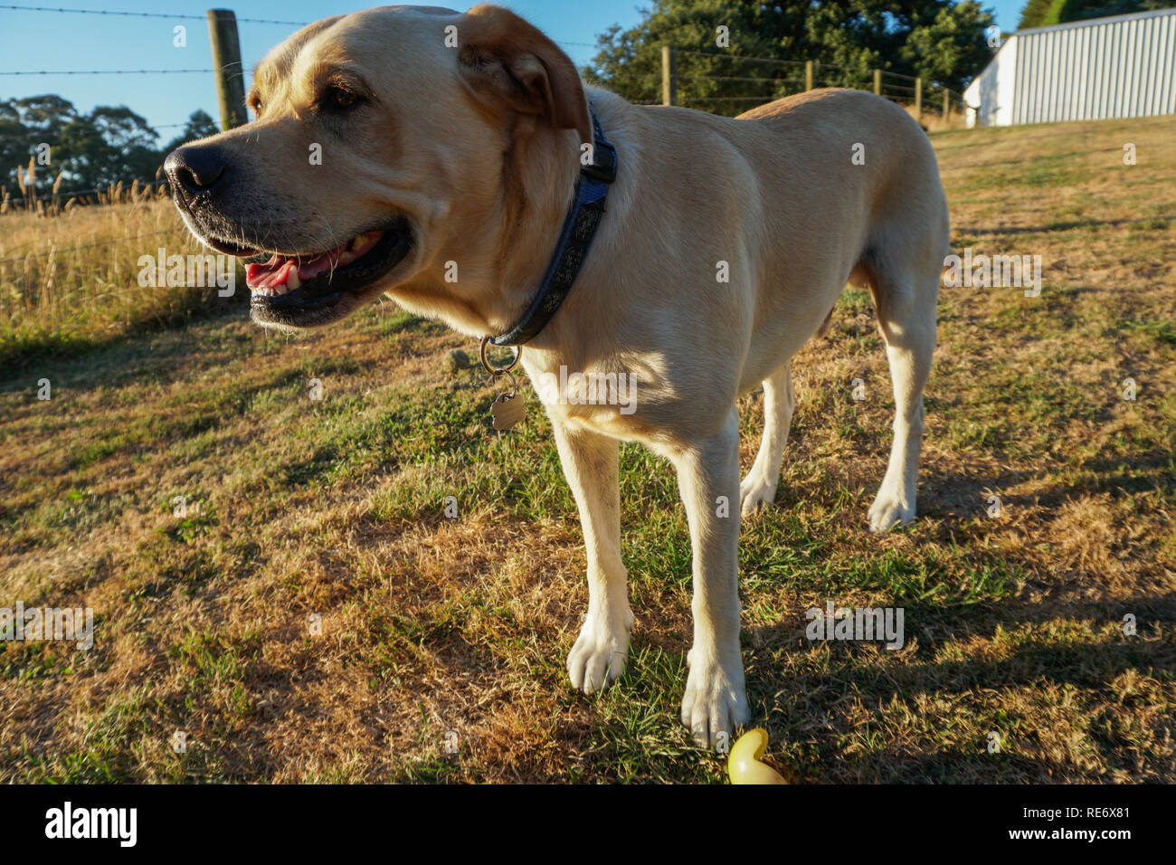 Labrador and sunset hi-res stock photography and images - Alamy