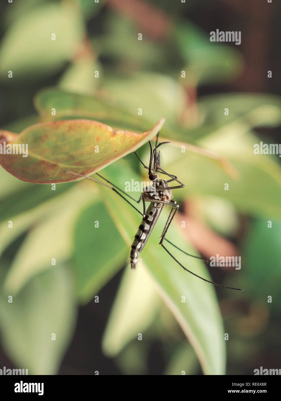 Aedes aegypti mosquitoes hi-res stock photography and images - Alamy