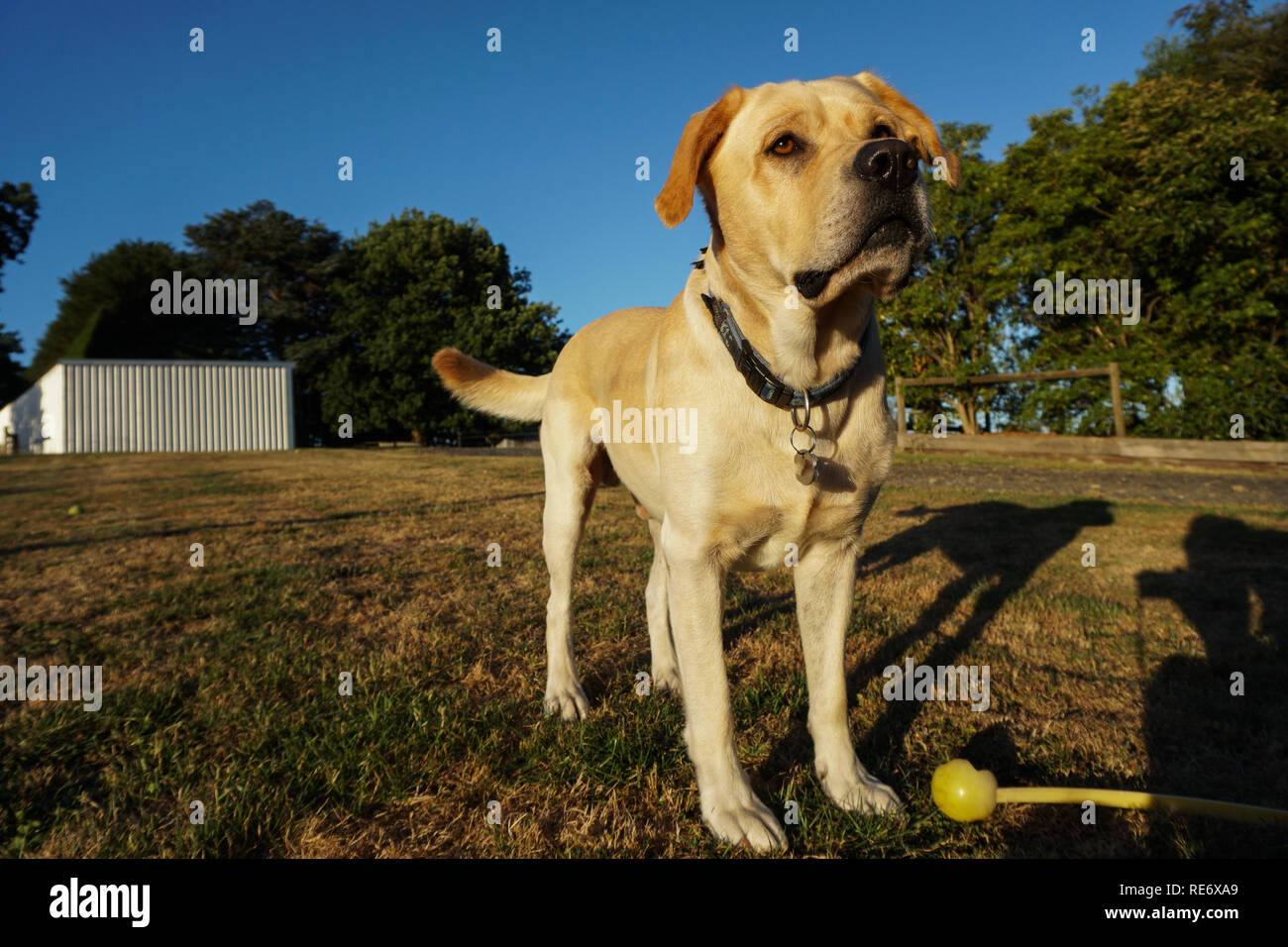 Labrador sunset shots Stock Photo - Alamy