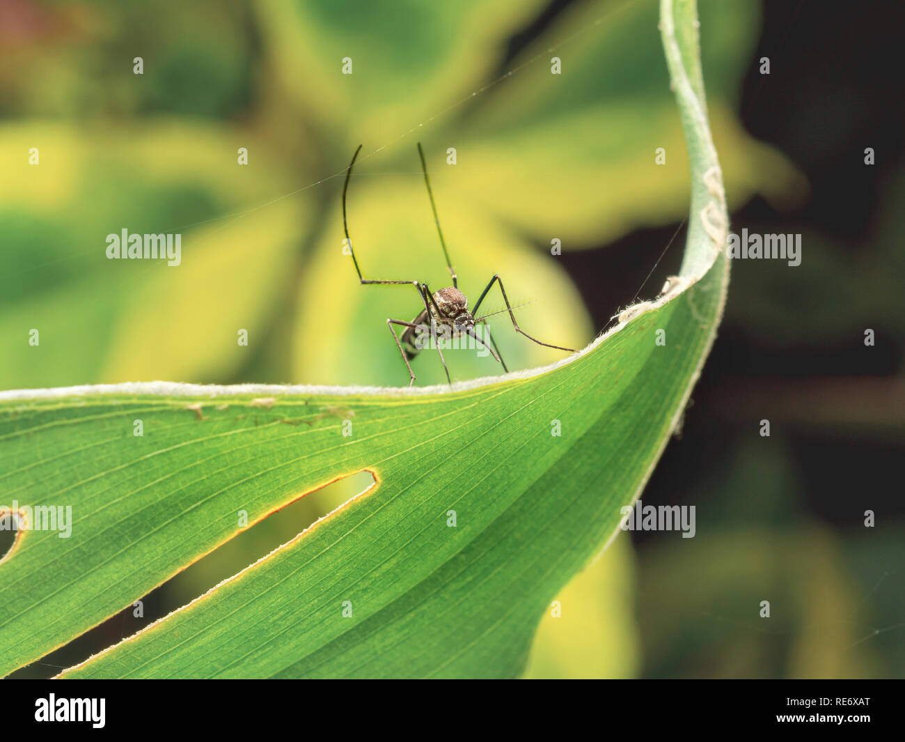Close up of Aedes Aegypti Mosquito resting on the leaf in garden. Aedes ...