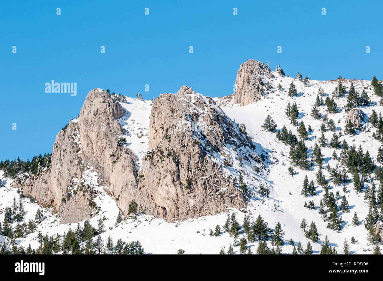 hillside with mountain pine, uncinate pine, Pinus uncinata, Catalonia ...