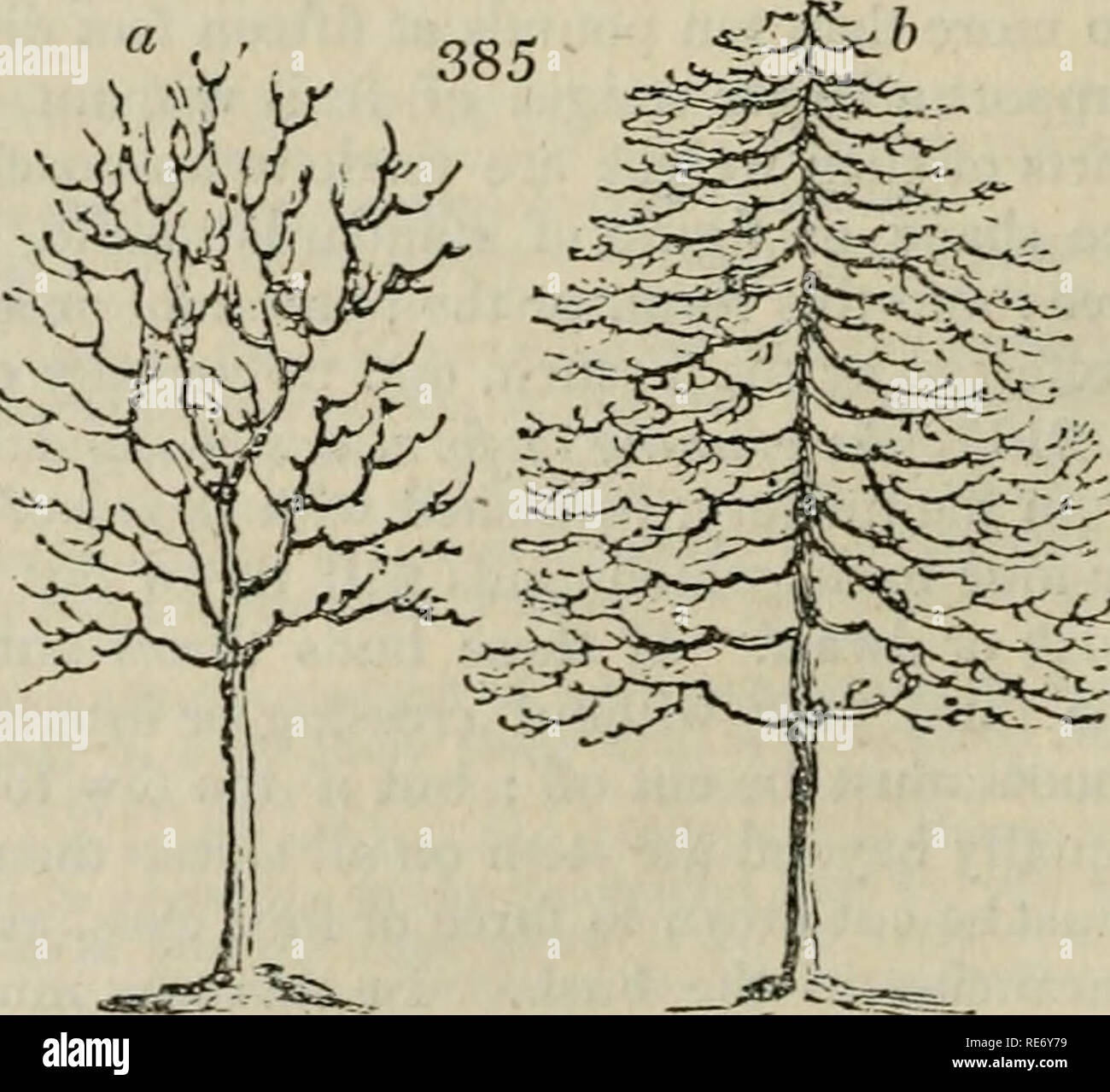 . An encyclopædia of gardening; comprising the theory and practice of ...
