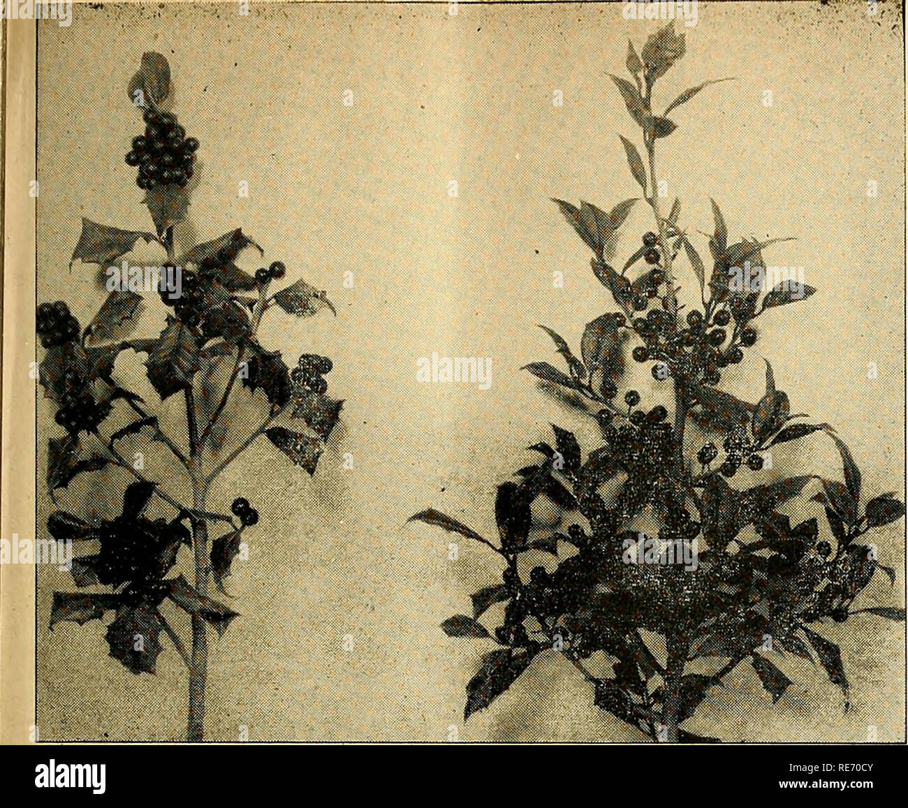 Holly cutting propagation hi-res stock photography and images - Alamy