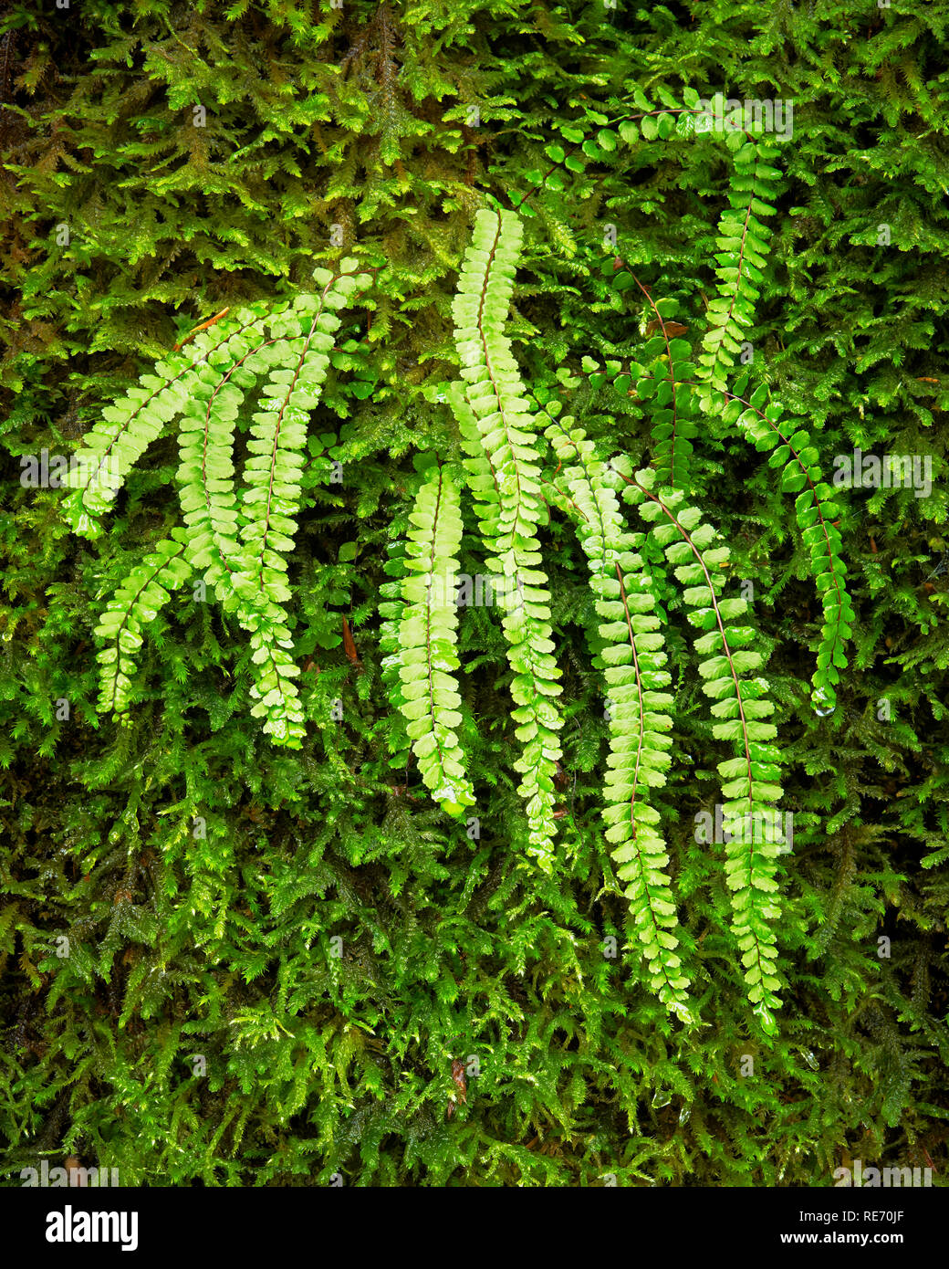 Sunik water grove hi-res stock photography and images - Alamy