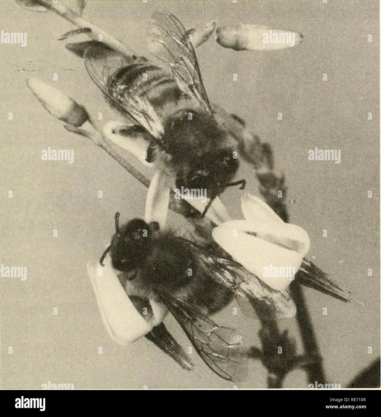 Fireworms hi-res stock photography and images - Alamy