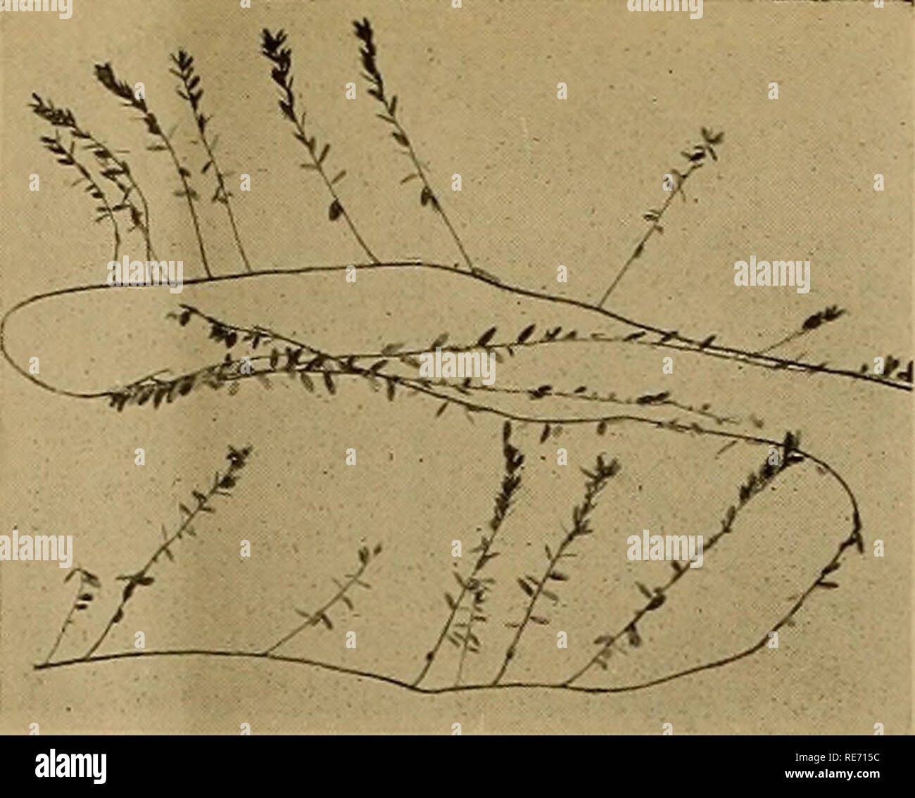 . Cranberries; : the national cranberry magazine. Cranberries. Fig. 3 ...