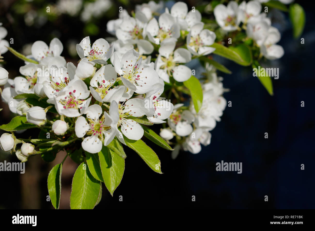 Pear tree blossoms in the spring orchard Stock Photo - Alamy
