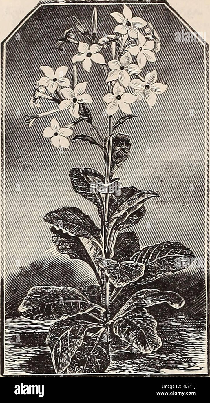 Mellow Mail Catalog Scans