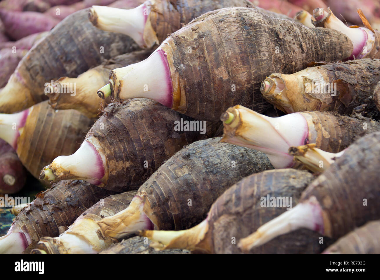 Taro stem hi-res stock photography and images - Alamy