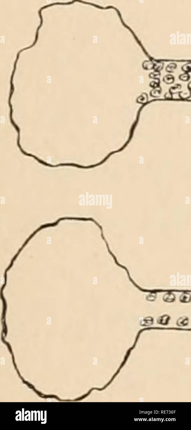 Relative of arachnids hi-res stock photography and images - Alamy