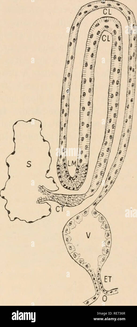 Basophil High Resolution Stock Photography and Images - Alamy