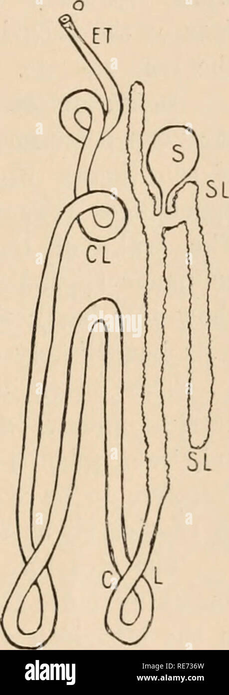 . Coxal glands of the arachnids. Arachnida -- Anatomy. TRS V. VI ...