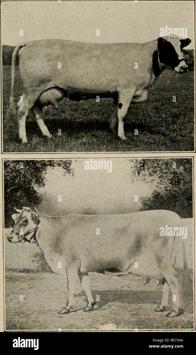 . The cow makes farming more profitable ... Dairying. M U R N E COWAN ...