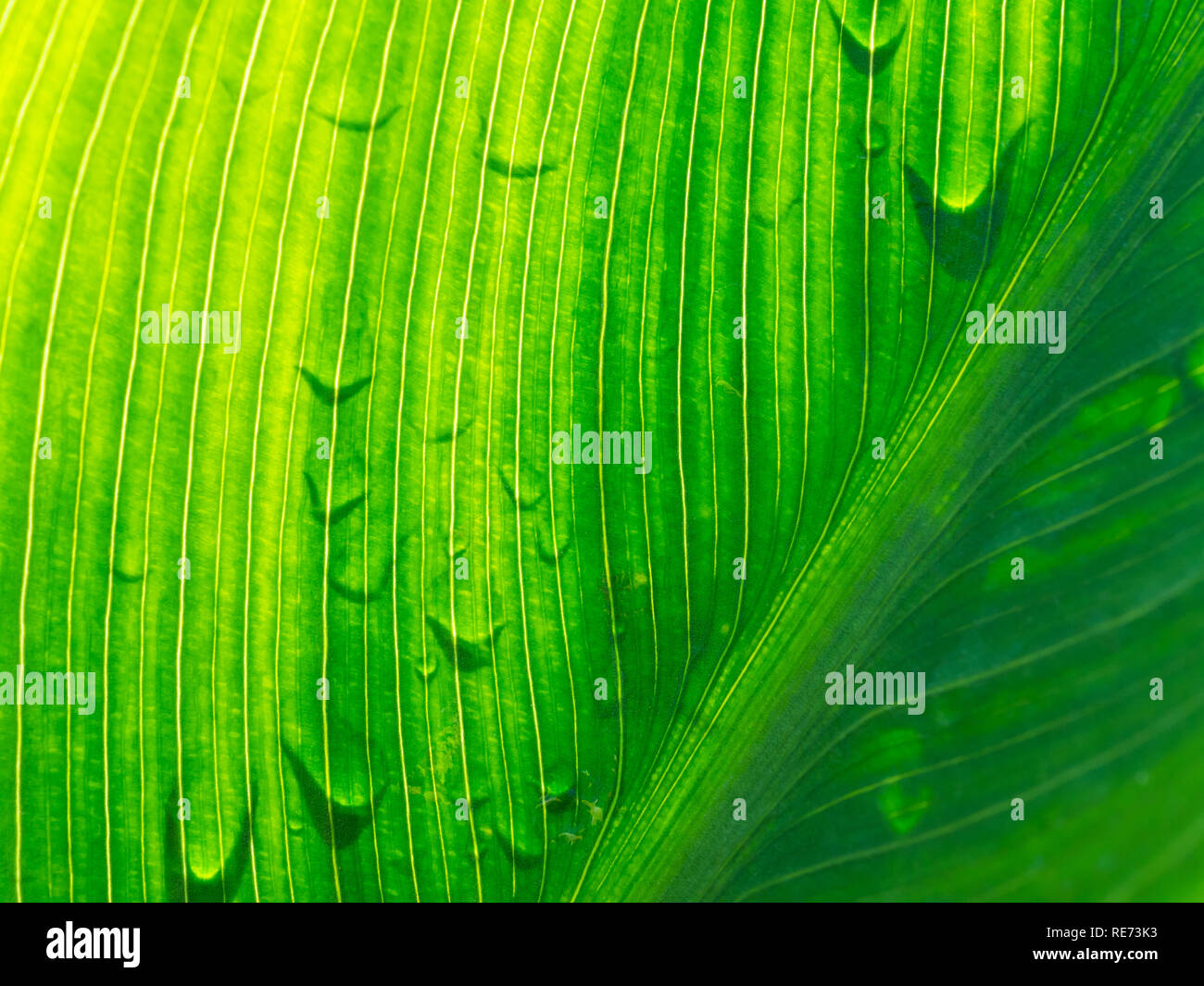 Close up view sunshine gradient of natural green leaf with shadow of ...