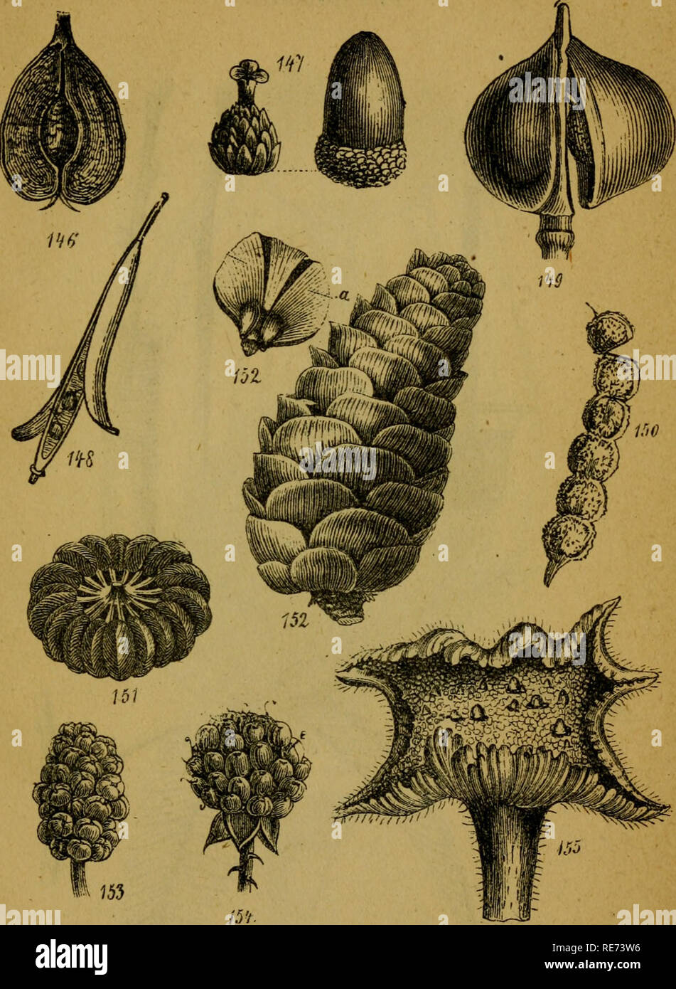 Silicale hi-res stock photography and images - Alamy