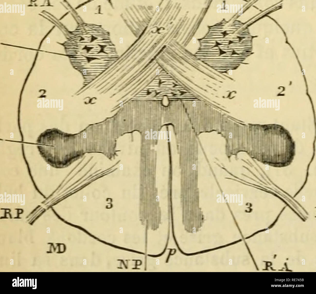 Substance grise schéma hi-res stock photography and images - Alamy