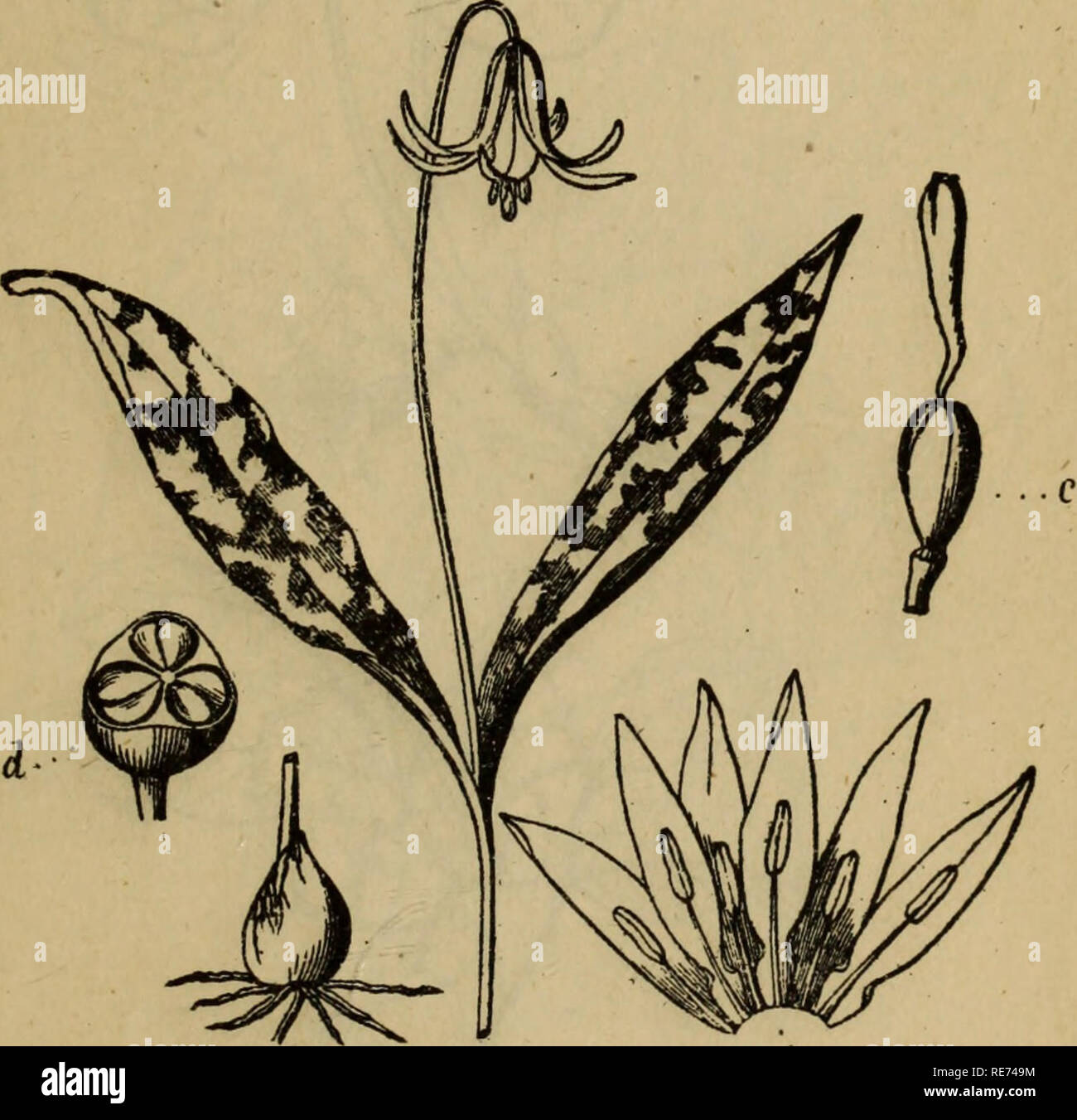 Plantes monocotyledones hi-res stock photography and images - Alamy