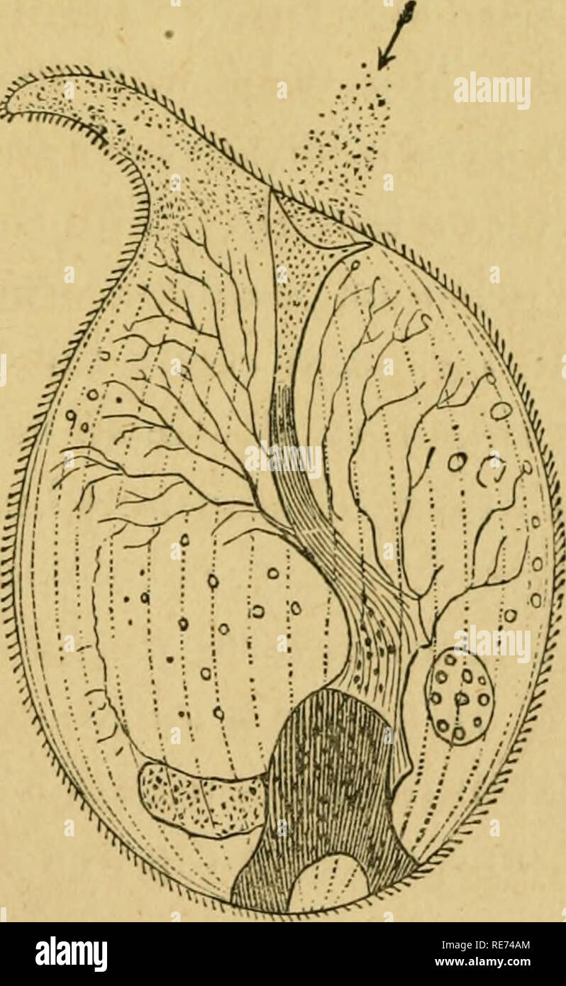 Three distinct specimens hi-res stock photography and images - Alamy
