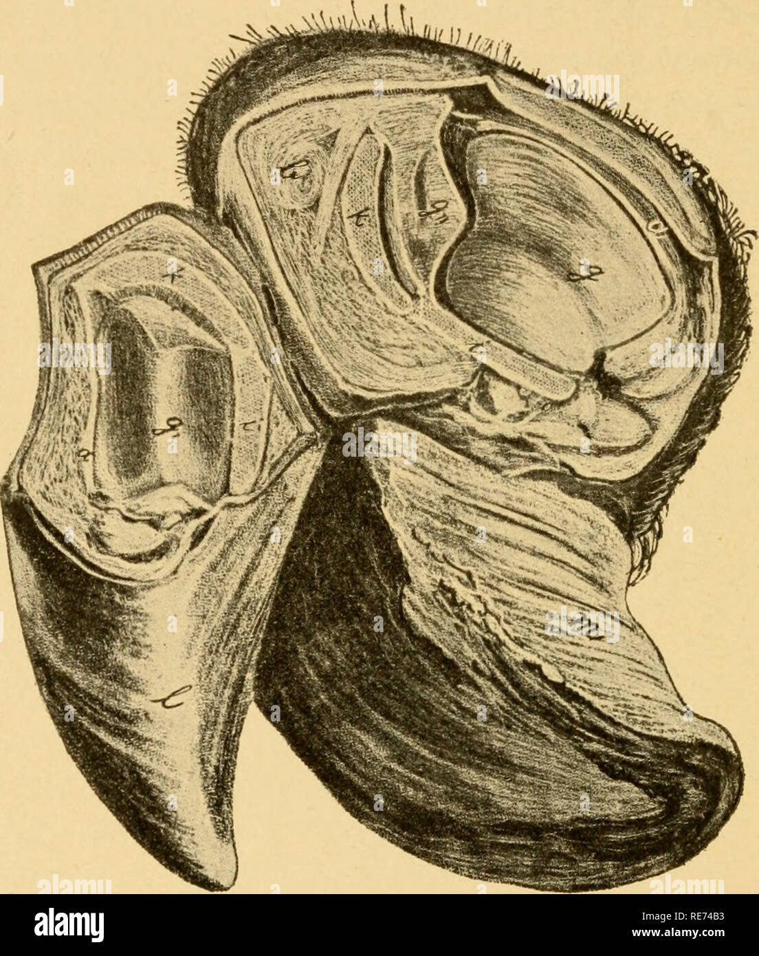 Creolin solution hi-res stock photography and images - Alamy