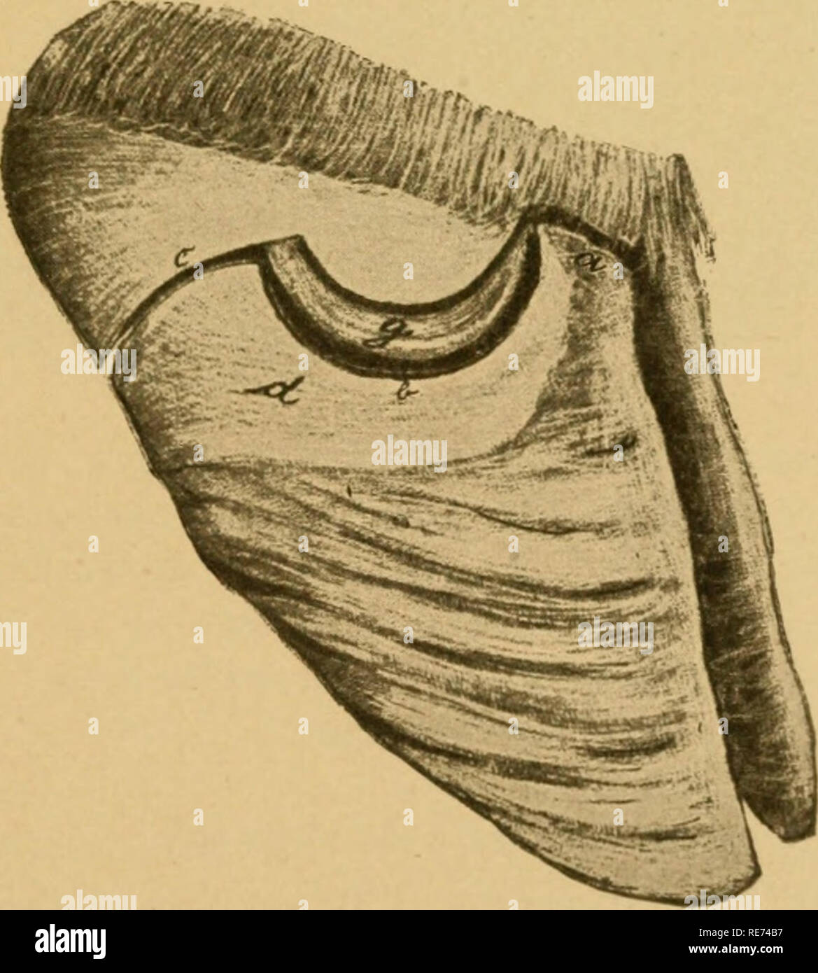 Fetlock joints hi-res stock photography and images - Alamy