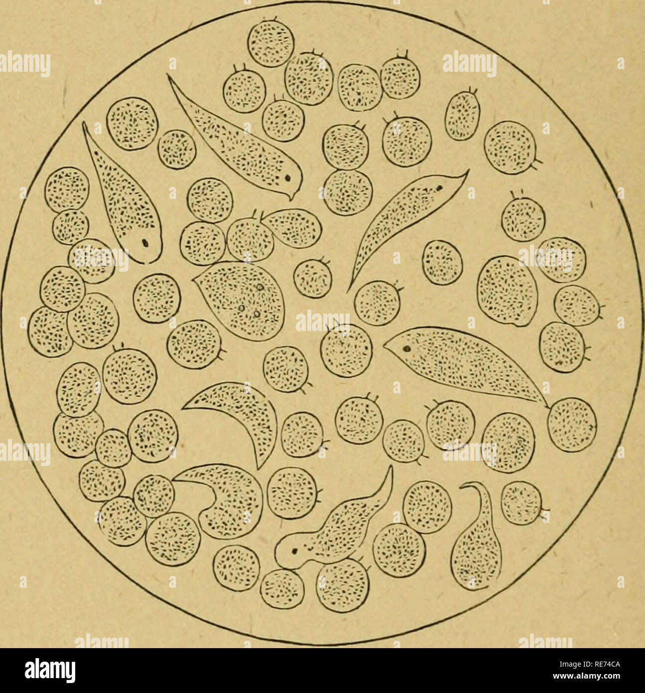 Cryptomonad hi-res stock photography and images - Alamy