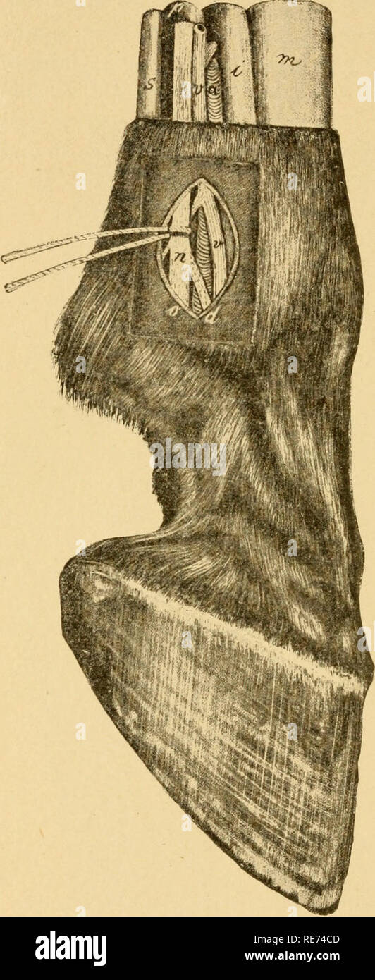 . A course in surgical operations for veterinary students and ...