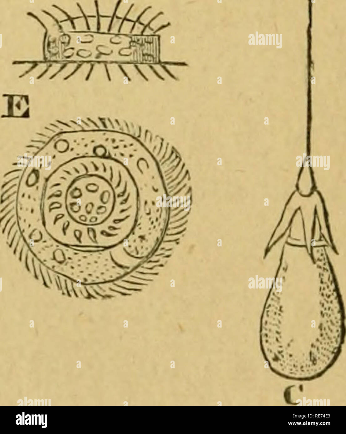 Kerona polyporum hi-res stock photography and images - Alamy