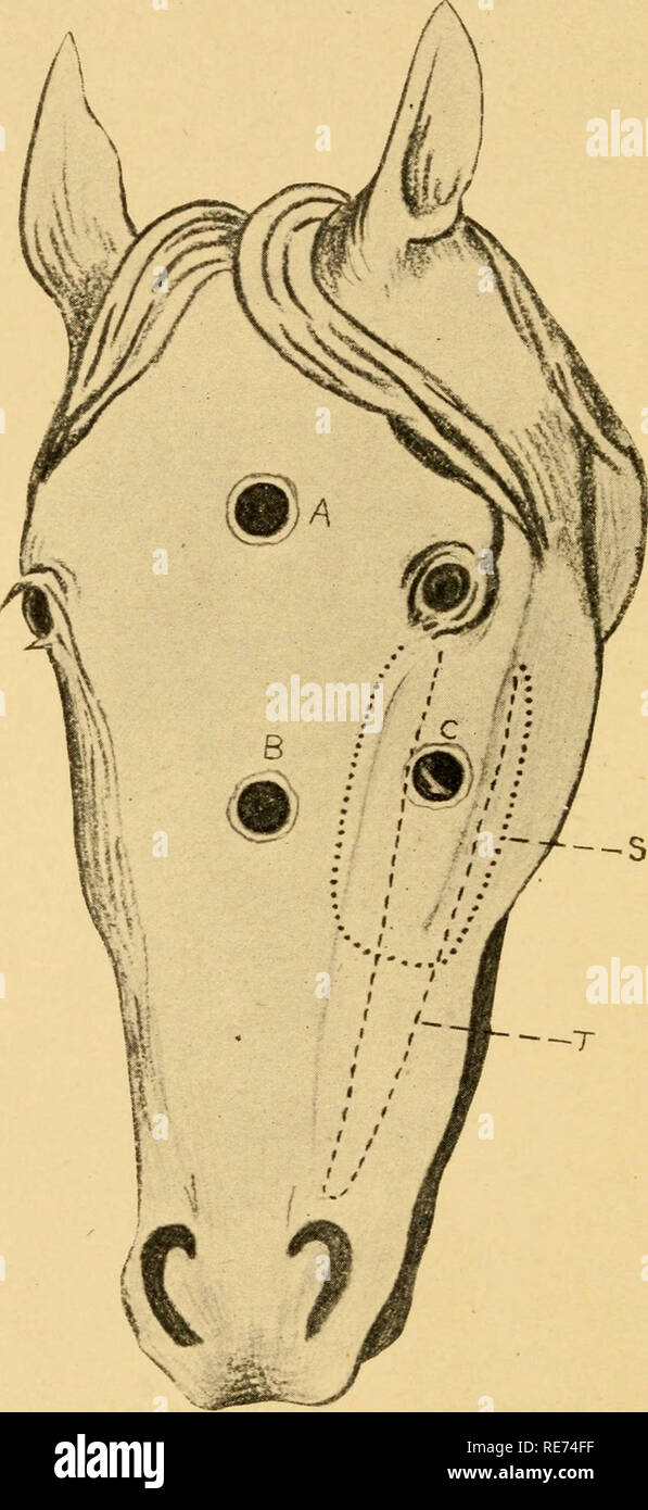 . A course in surgical operations for veterinary students and ...