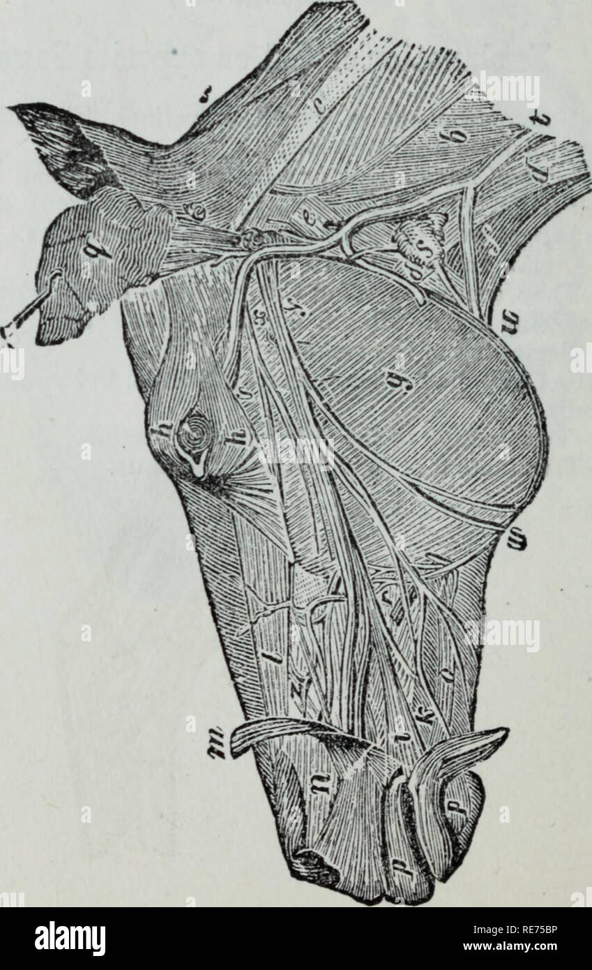 Showing the muscles of the hip hi-res stock photography and images - Alamy